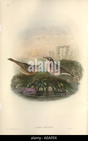 Anthus spinoletta water pipit Stock Photo - Alamy