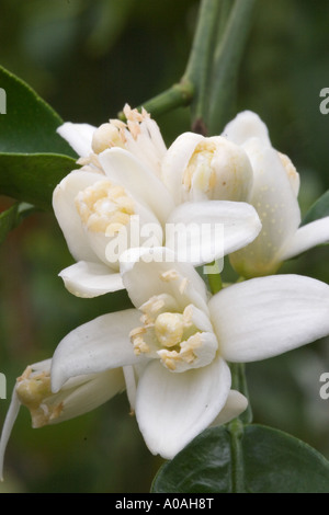 Orange flowers (Citrus sinensis Stock Photo - Alamy