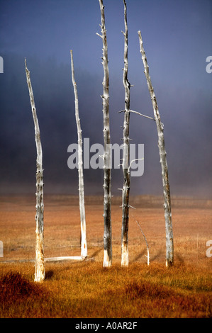 Dead trees and grass in National Park De Hoge Veluwe The Netherlands as ...