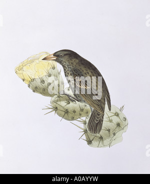 Common cactus finch (Geospiza scandens), 19th-century illustration ...