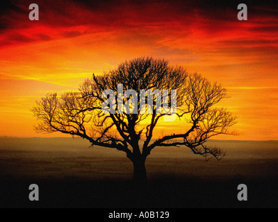 orange red sunset in winter in woods with calm water in river Stock ...