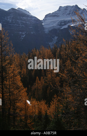 Golden larch trees in Larch Valley in Banff National Park; Alberta ...