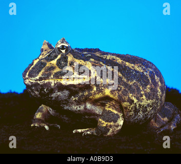 Horned Frog Horn frosch CERATOPHRYS ORNATA hissing and biting frogs ...