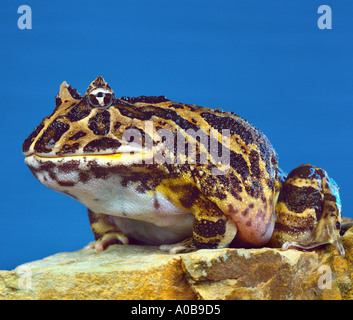 Horned Frog Horn frosch CERATOPHRYS ORNATA hissing and biting frogs ...
