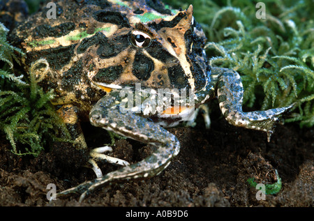 Horned Frog Horn frosch CERATOPHRYS ORNATA hissing and biting frogs ...