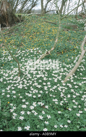 Wood anemone, Anemone nemorosa, buttercup, Ranunculus bulbosus, and ...
