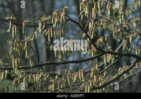 European Hornbeam (Carpinus betulus Stock Photo - Alamy