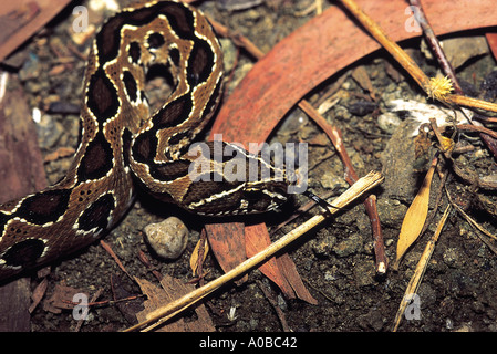 Daboia Russelii. Russell's Viper. Venomous. Mudumalai Sanctuary ...