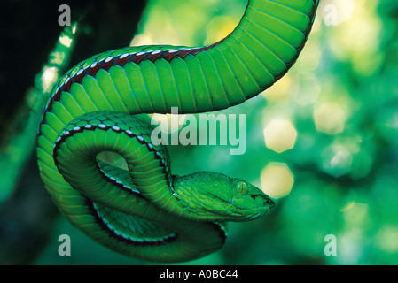 Trimeresurus Medoensis. Medo Pit Viper. Venomous. Rarely available. One ...