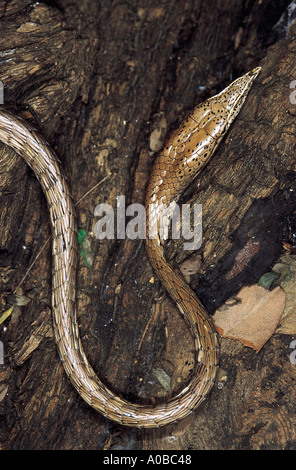 COMMON VINE SNAKE. Ahaetulla nasutus Non venomous, Common, Green ...