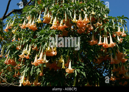 Angels trumpet bell plant tree bush tropical datura on display at the ...