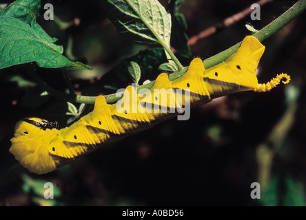 A Yellow Caterpillar Stock Photo - Alamy