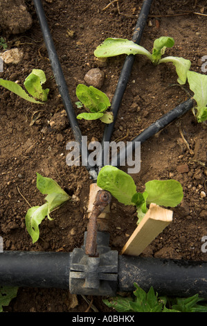 Young Lettuce plant and irrigation pipes in Cyprus Stock Photo - Alamy