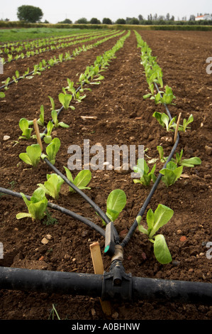 Young Lettuce plant and irrigation pipes in Cyprus Stock Photo - Alamy