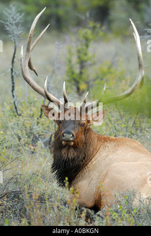 Bull Elk Stare Down Stock Photo - Alamy