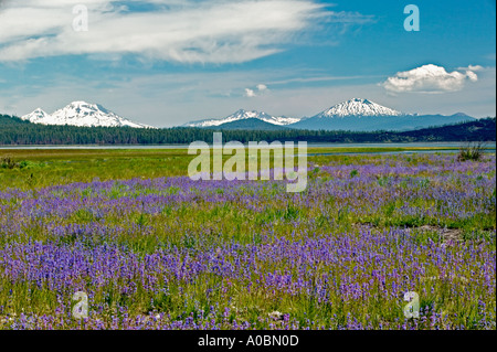 Rydberg s Penstemon Penstomon rydbergii and Cascade mountains on ...