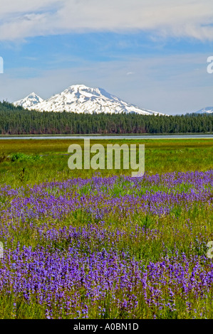 Rydberg s Penstemon Penstomon rydbergii and Cascade mountains on ...