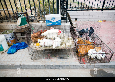 Outdoor live poultry market with chickens and pigeons on the streets of ...
