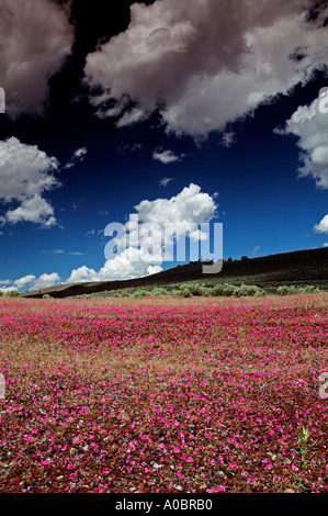 Dwarf Monkey Flowers Mimulus nanus at Diamond Crates Oregon Stock Photo ...
