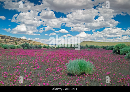 Dwarf Monkey Flowers Mimulus nanus at Diamond Crates Oregon Stock Photo ...