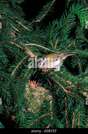Firecrest (Regulus ignicapillus) Adult feeding chicks at nest, France ...