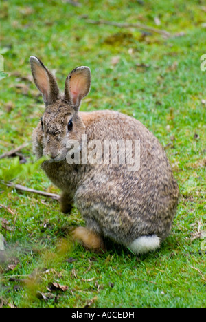 A feral wild Australian rabbit Stock Photo - Alamy