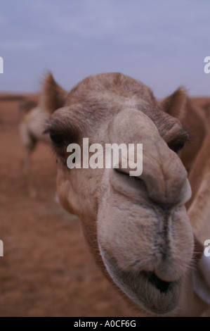 Comical camel face smile Stock Photo - Alamy