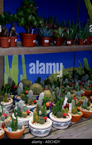 cactus cactii for sale on display in shop at Eden Project Cornwall ...