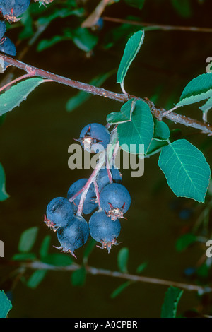 Snowy mespilus (Amelanchier ovalis) is a deciduous shrub native to ...