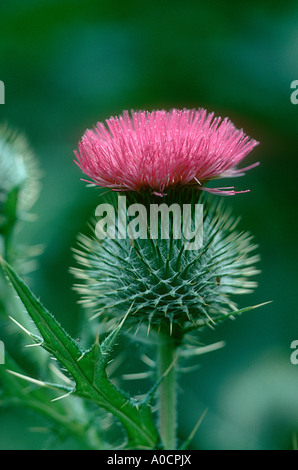 Carduus sp Carduus sp Stock Photo - Alamy