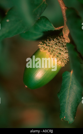 green acorns on quercus suber tree in italy, detail shot of young acorn of cork oak Stock Photo ...