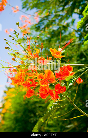 Caesalpinia Pulcherrima flowers, a tropical plant also called Poinciana Stock Photo - Alamy