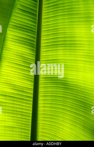 Saba Plantain Musa spp A banana like tropical fruit Stock Photo - Alamy