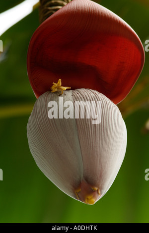 Saba Plantain Musa spp A banana like tropical fruit Stock Photo - Alamy