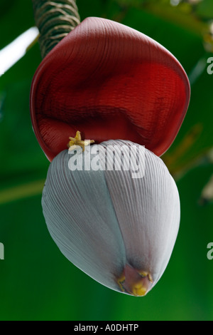 Saba Plantain Musa spp bananas .Flower and seed pod Stock Photo - Alamy