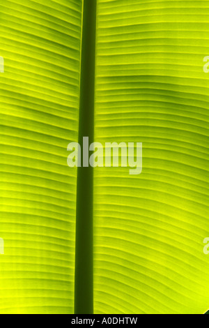 Saba Plantain Musa spp A banana like tropical fruit Stock Photo - Alamy