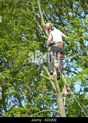 Tree surgeon at work, reducing/removing very tall trees Stock Photo - Alamy