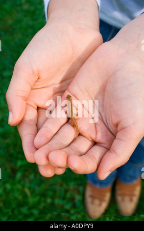 Cute little girl holding lizard at field. Child enjoying beautiful ...