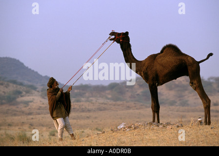 Marwari Warrior Nomadic People of the Rajasthan Desert Pushkar India ...