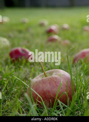 Apples left on an abandoned apple tree in Mecosta County, Michigan, USA ...