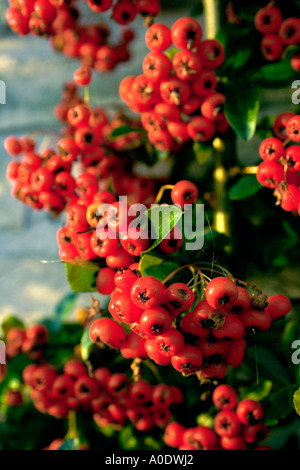 Cotoneaster (hybridus pendulus). Evergreen shrub with white flowers in ...