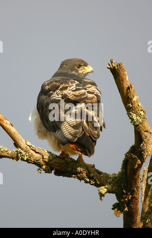 Augur buzzard (Buteo augur) sitting on a cactus plant at sunrise ...