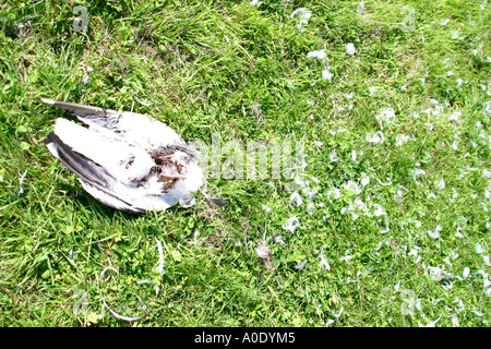 Mauled body of dead seagull attacked by predator Stock Photo - Alamy