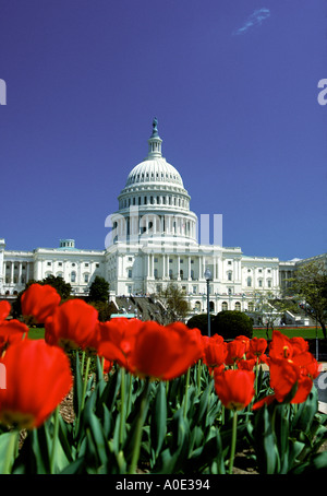 US Capitol Building Spring Tulips Washington DC // WASHINGTON DC — The ...