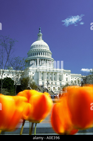 USA Capitol Building with Red Tulips in the Foreground on a Bright ...