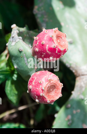 Blossoming Cactus Buds Stock Photo - Alamy