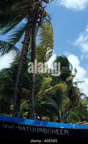 Galibi nature reserve in Suriname Stock Photo - Alamy