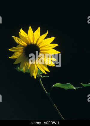 Close-up of a sunflower, Surrey, England Stock Photo - Alamy