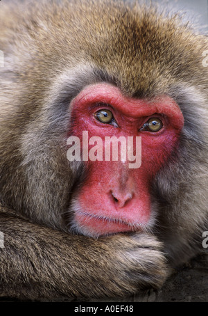 Portrait of the sad monkey. Park of monkeys in China Stock Photo - Alamy