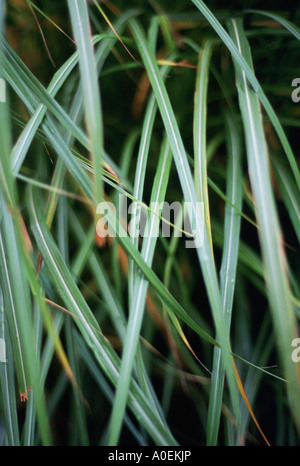 Thin blades of an ornamental grass Stock Photo - Alamy
